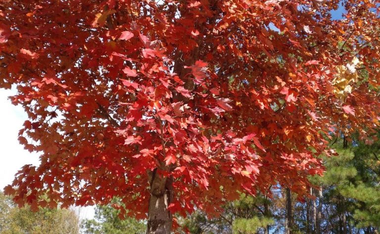 Arce Rojo Americano-Arce de Canada-Acer Rubrum – Para Mi Jardín