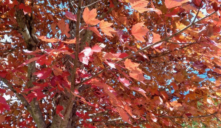 Arce Rojo Americano-Arce de Canada-Acer Rubrum – Para Mi Jardín