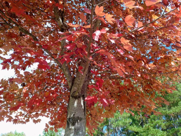 Arce Rojo Americano-Arce de Canada-Acer Rubrum – Para Mi Jardín