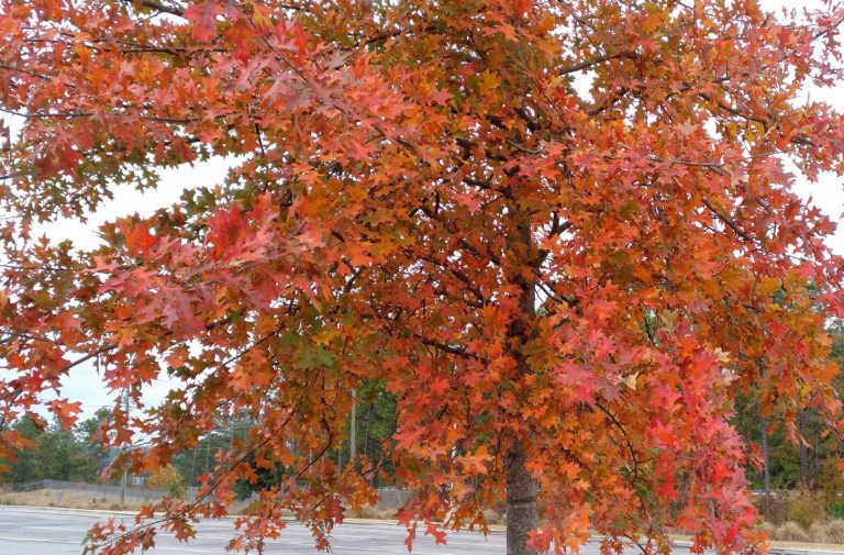 Roble Rojo Americano-Quercus Rubra – Para Mi Jardín