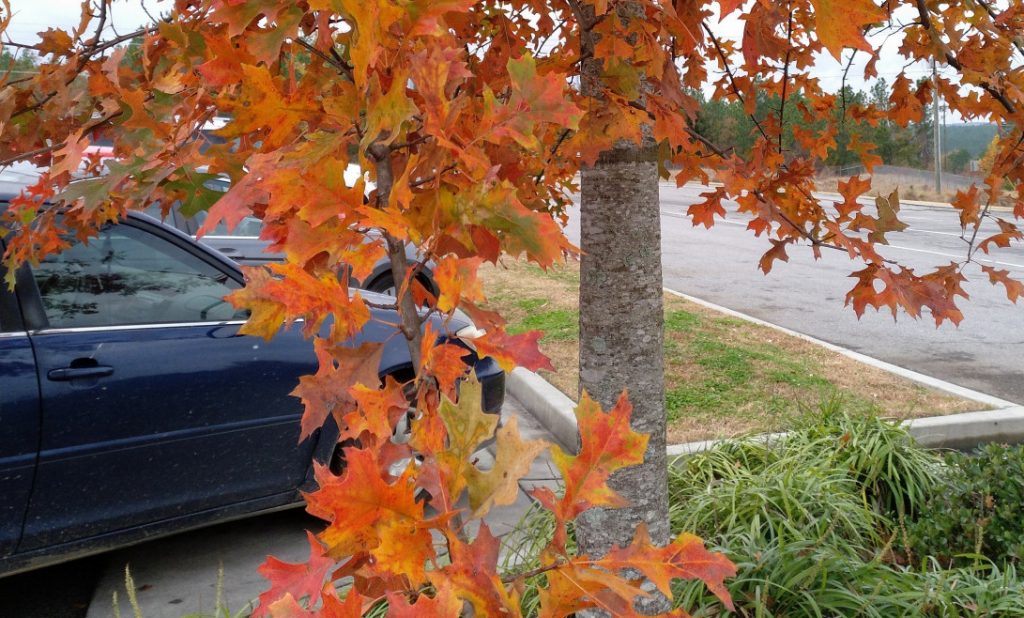 Roble Rojo Americano-Quercus Rubra – Para Mi Jardín