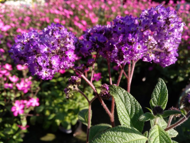 Heliotropo-Vainilla del Perú-Vainilla de Jardín-Heliotropium ...
