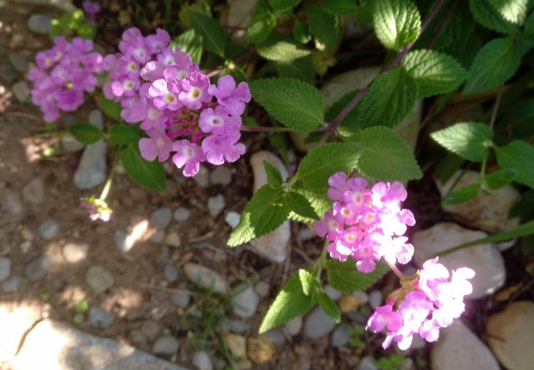 Lantana Rastrera-Lantana Montevidensis – Para Mi Jardín