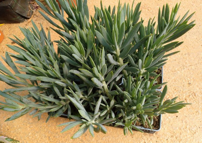 Curio Ficoides-Senecio Ficoides – Para Mi Jardín