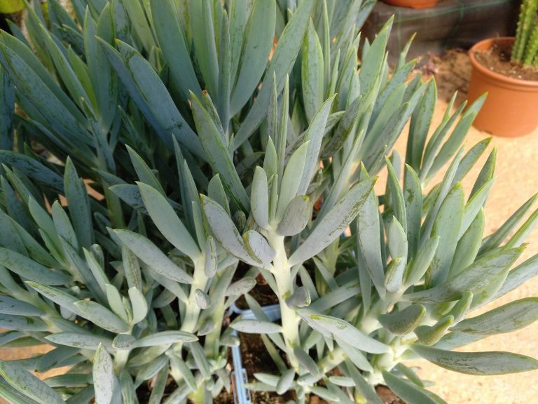 Curio Ficoides-Senecio Ficoides – Para Mi Jardín