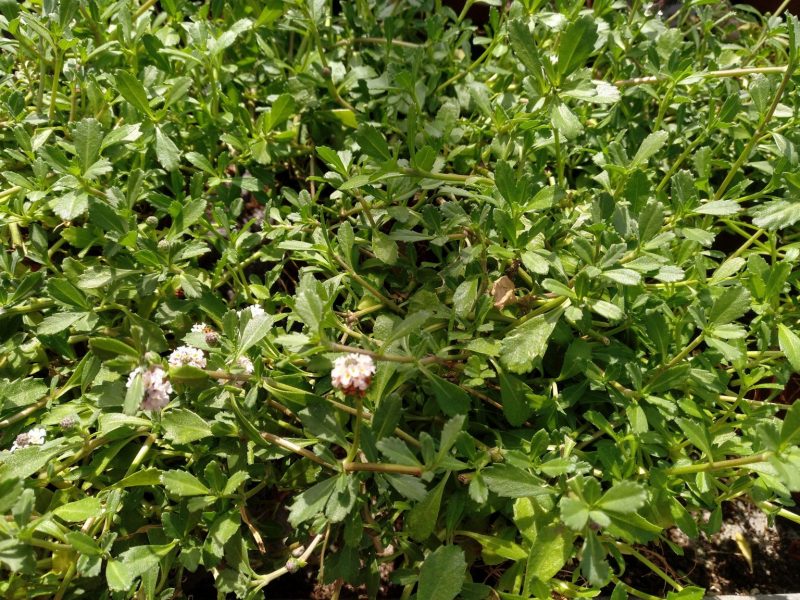 Bella Alfombra-Lippia Repens-Lippia Nodiflora – Para Mi Jardín