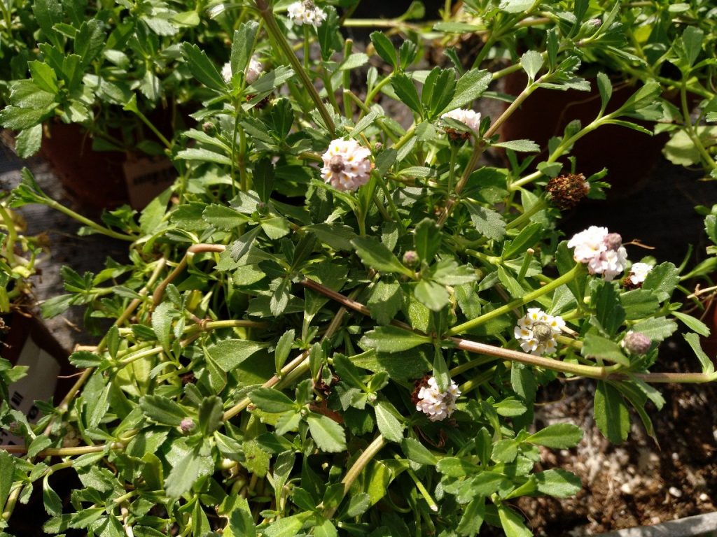 Bella Alfombra-Lippia Repens-Lippia Nodiflora – Para Mi Jardín