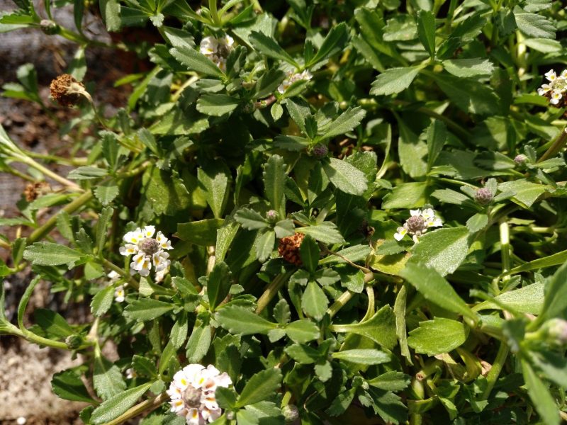 Bella Alfombra-Lippia Repens-Lippia Nodiflora – Para Mi Jardín