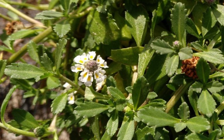 Bella Alfombra-Lippia Repens-Lippia Nodiflora – Para Mi Jardín