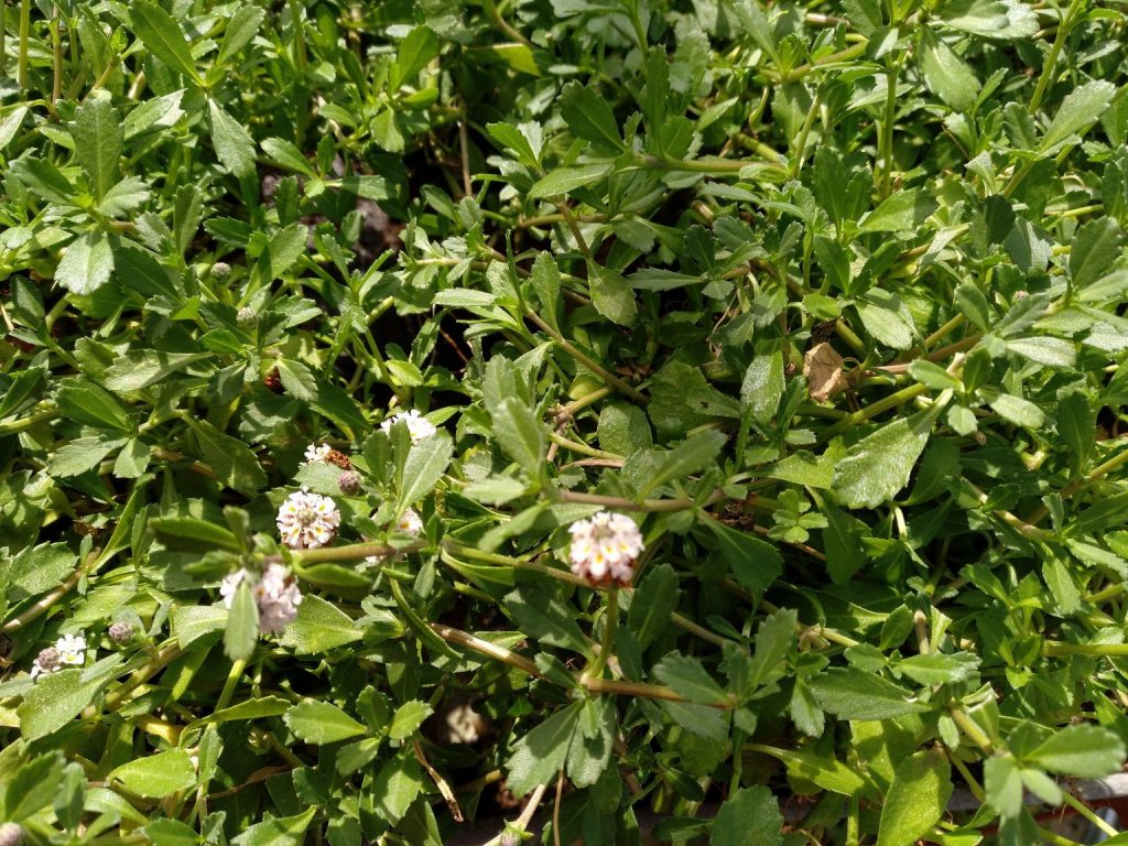 Bella Alfombra-Lippia Repens-Lippia Nodiflora – Para Mi Jardín