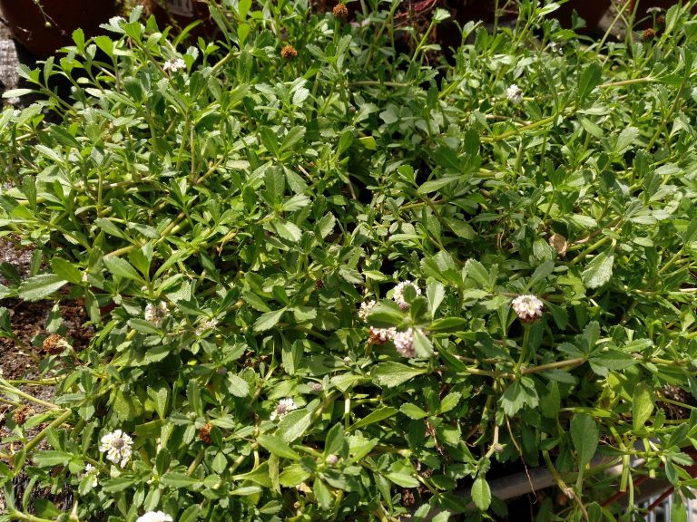 Bella Alfombra-Lippia Repens-Lippia Nodiflora – Para Mi Jardín