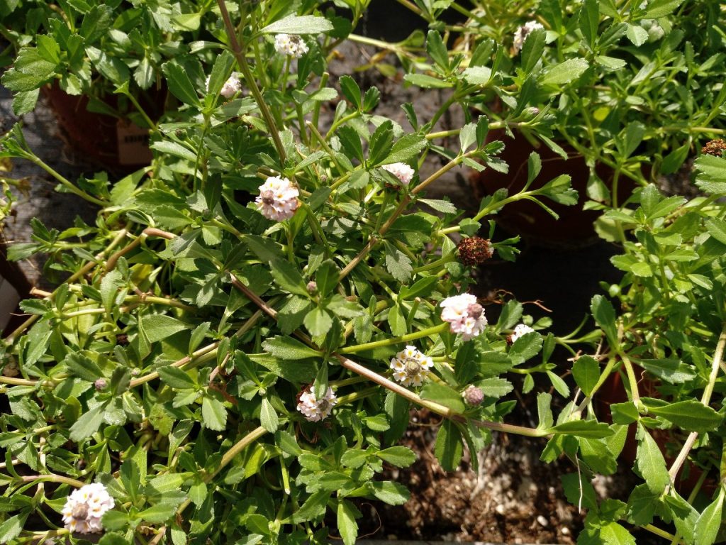 Bella Alfombra-Lippia Repens-Lippia Nodiflora – Para Mi Jardín
