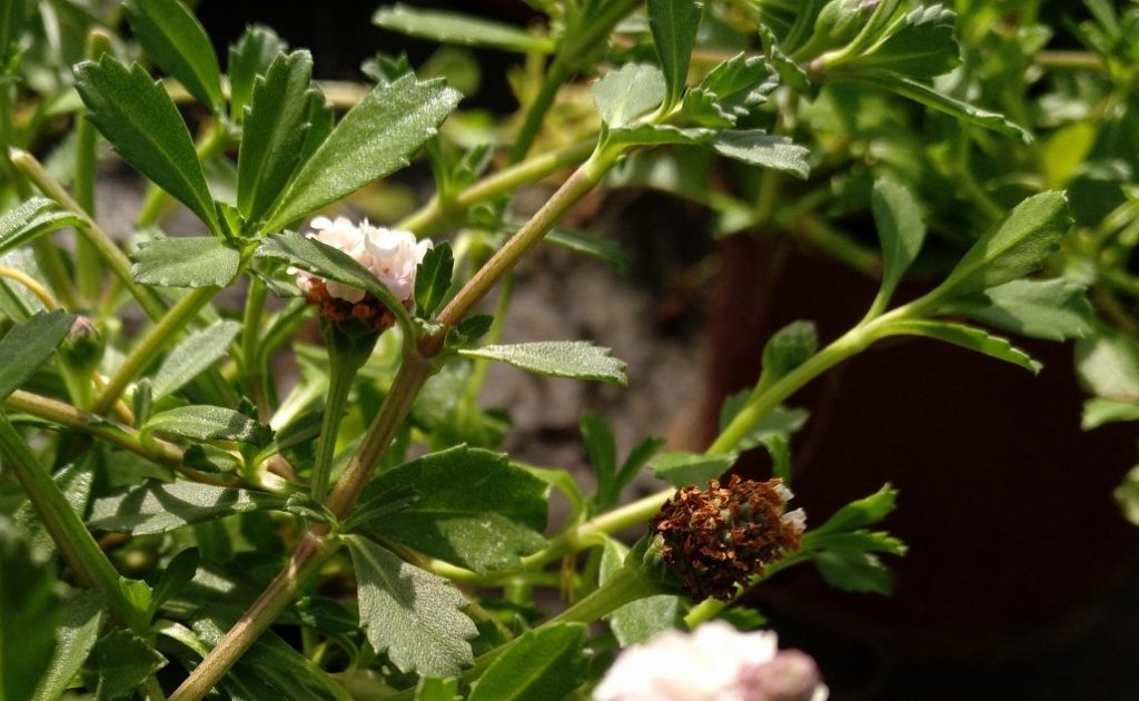 Bella Alfombra-Lippia Repens-Lippia Nodiflora – Para Mi Jardín