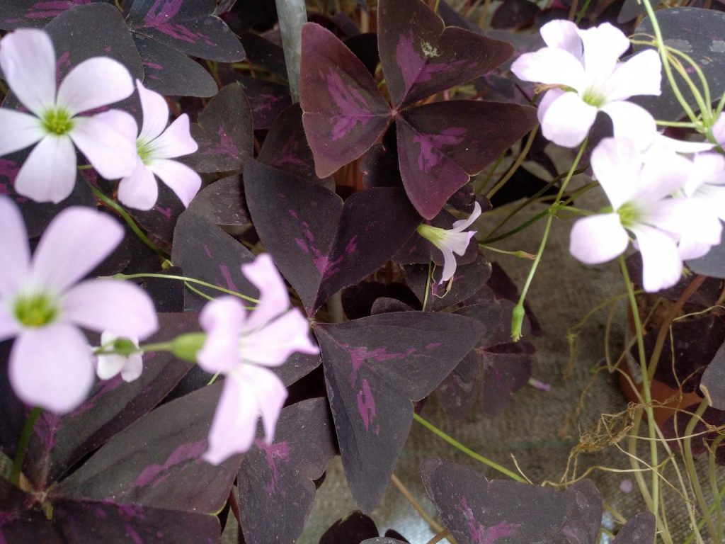 Planta Mariposa-Falso Trébol Purpurea-Oxalis Triangularis Purpurea ...