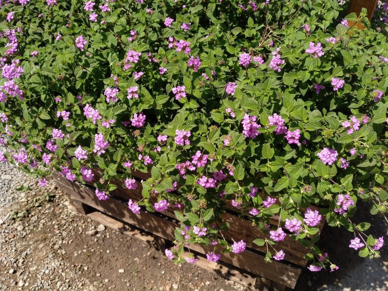 Lantana Rastrera-Lantana Montevidensis – Para Mi Jardín