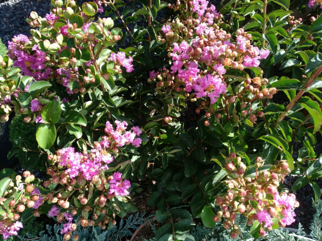 Arbol de jupiter-Lila de las Indias-Lagestroemia Indica – Para Mi Jardín