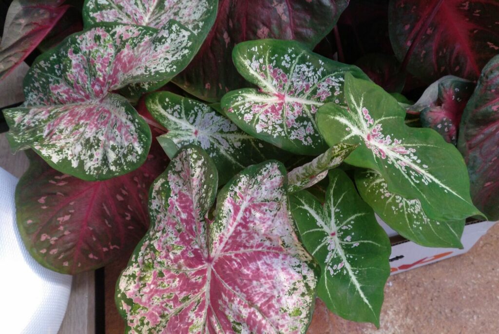 Caladio-Caladium – Para Mi Jardín