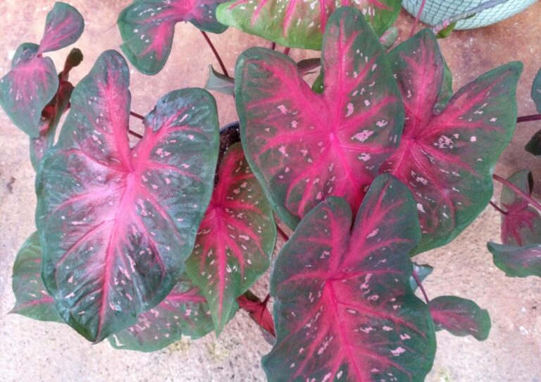 Caladio-Caladium – Para Mi Jardín