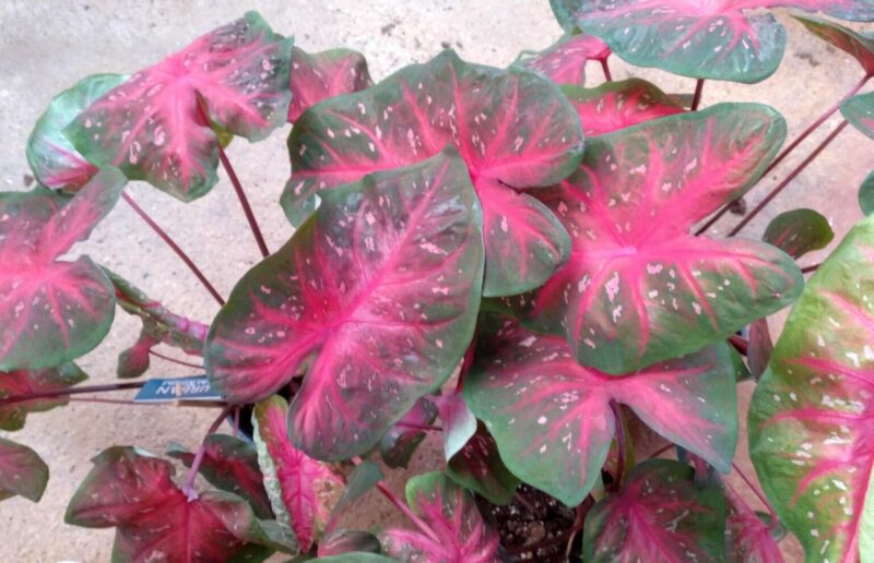 Caladio-Caladium – Para Mi Jardín