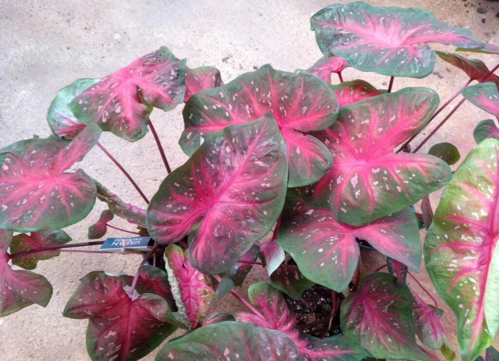 Caladio-Caladium – Para Mi Jardín