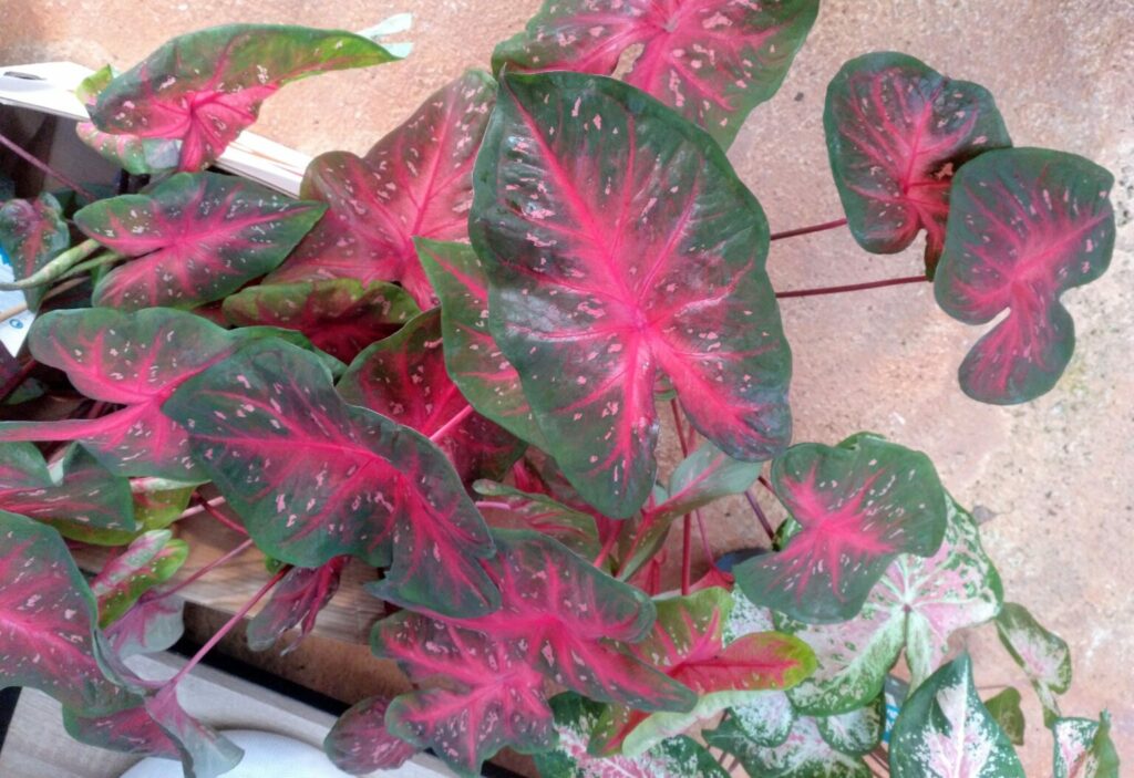 Caladio-Caladium – Para Mi Jardín