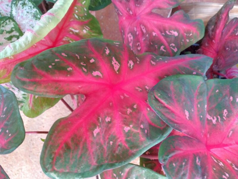 Caladio-Caladium – Para Mi Jardín