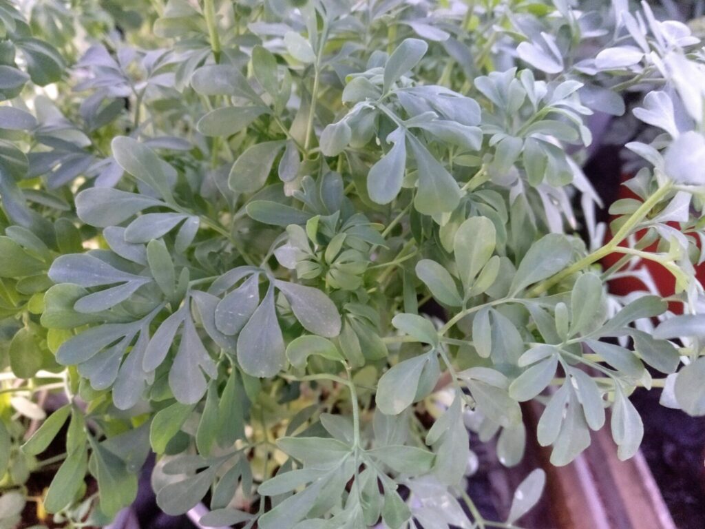 Ruda-Ruta Graveolens – Para Mi Jardín