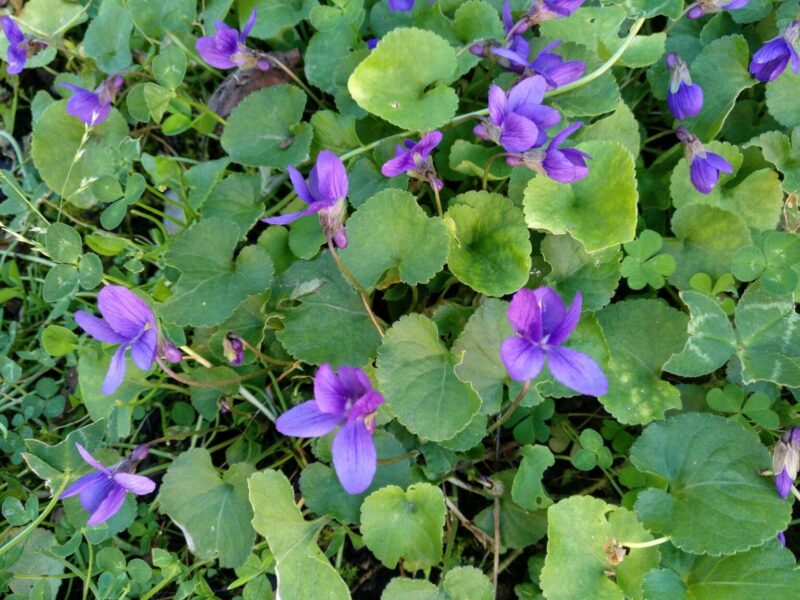 Violeta-Viola Odorata – Para Mi Jardín