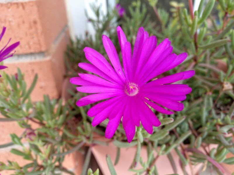 Mesem Rosa-Lampranthus Roseus-Lampranthus Multiradiatus – Para Mi Jardín