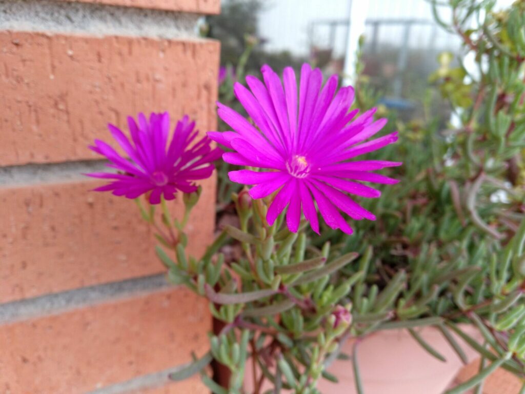 Mesem Rosa-Lampranthus Roseus-Lampranthus Multiradiatus – Para Mi Jardín