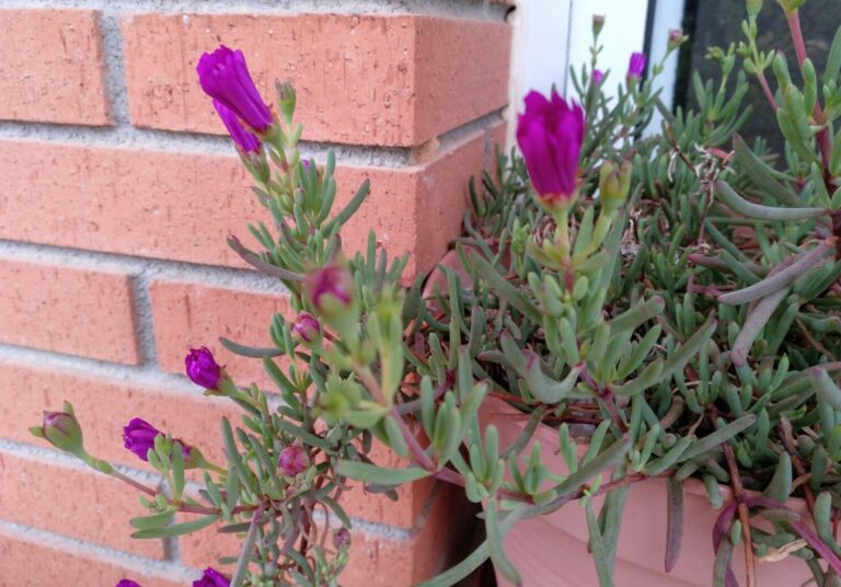 Mesem Rosa-Lampranthus Roseus-Lampranthus Multiradiatus – Para Mi Jardín