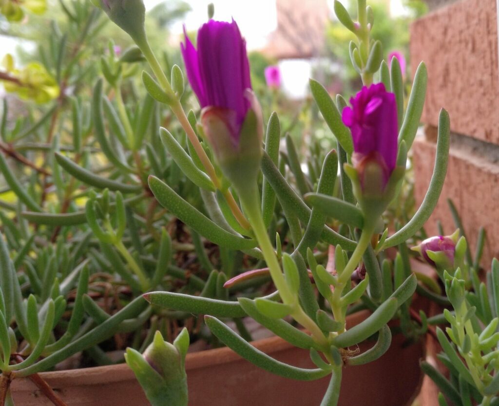 Mesem Rosa-Lampranthus Roseus-Lampranthus Multiradiatus – Para Mi Jardín