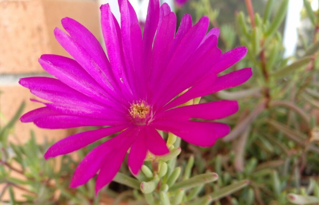 Mesem Rosa-Lampranthus Roseus-Lampranthus Multiradiatus – Para Mi Jardín