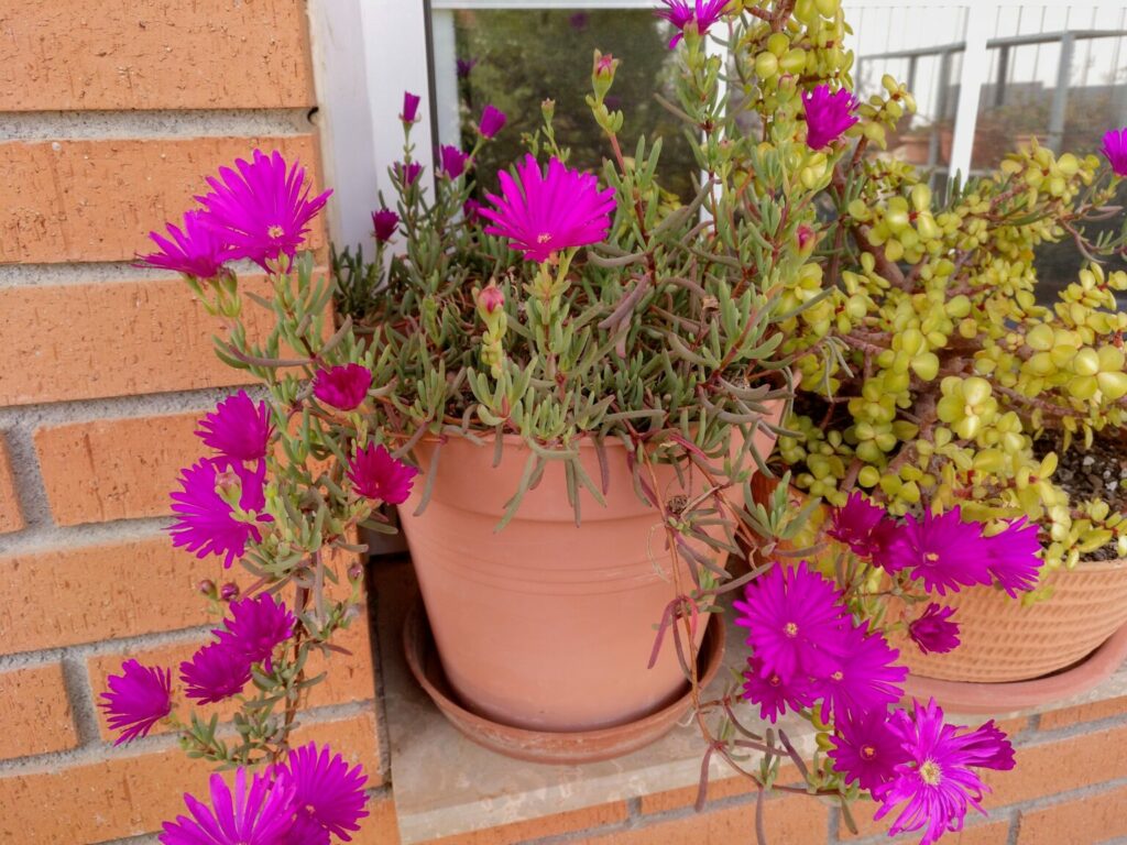 Mesem Rosa-Lampranthus Roseus-Lampranthus Multiradiatus – Para Mi Jardín