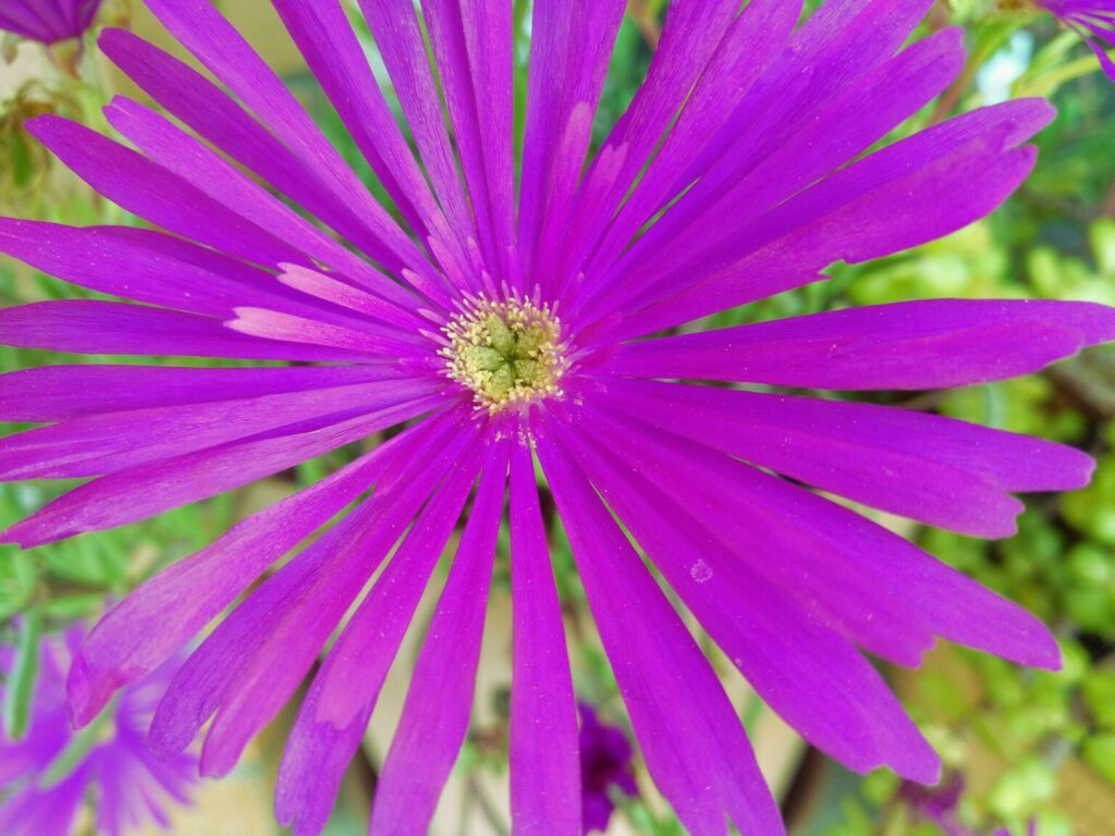 Mesem Rosa-Lampranthus Roseus-Lampranthus Multiradiatus – Para Mi Jardín