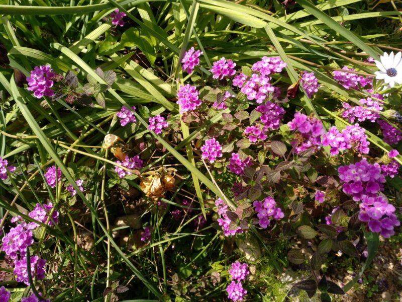 Lantana Rastrera-Lantana Montevidensis – Para Mi Jardín