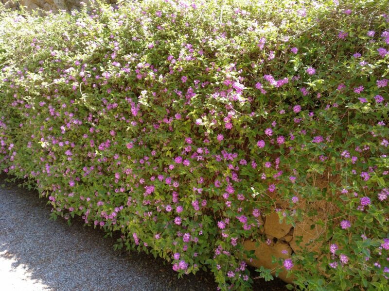 Lantana Rastrera-Lantana Montevidensis – Para Mi Jardín