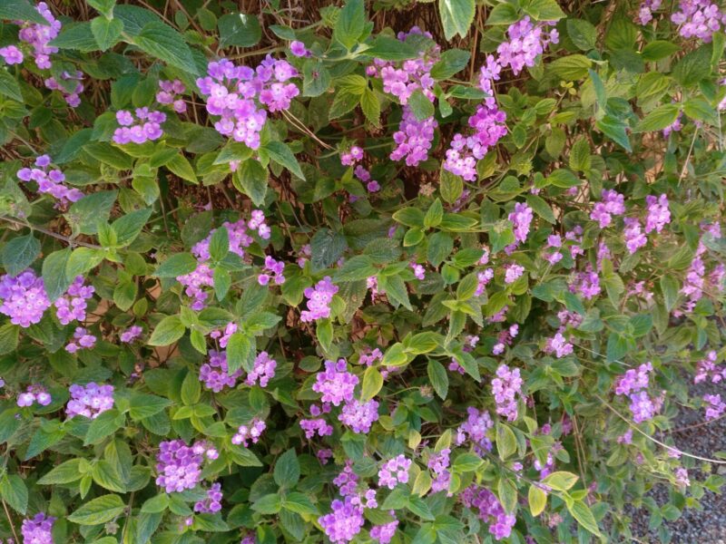 Lantana Rastrera-Lantana Montevidensis – Para Mi Jardín