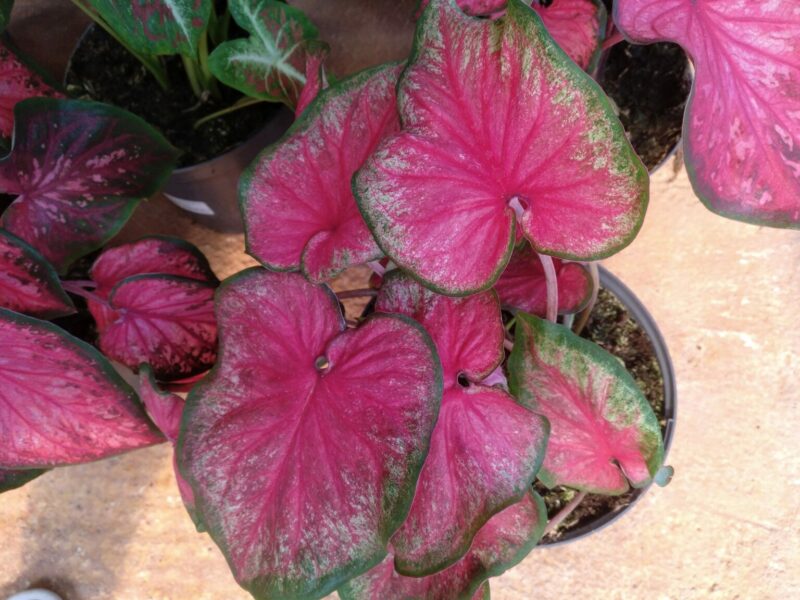 Caladio-Caladium – Para Mi Jardín