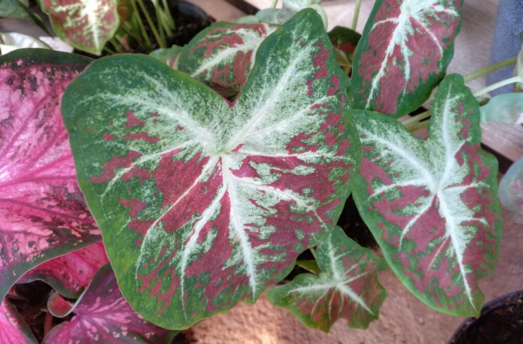 Caladio-Caladium – Para Mi Jardín