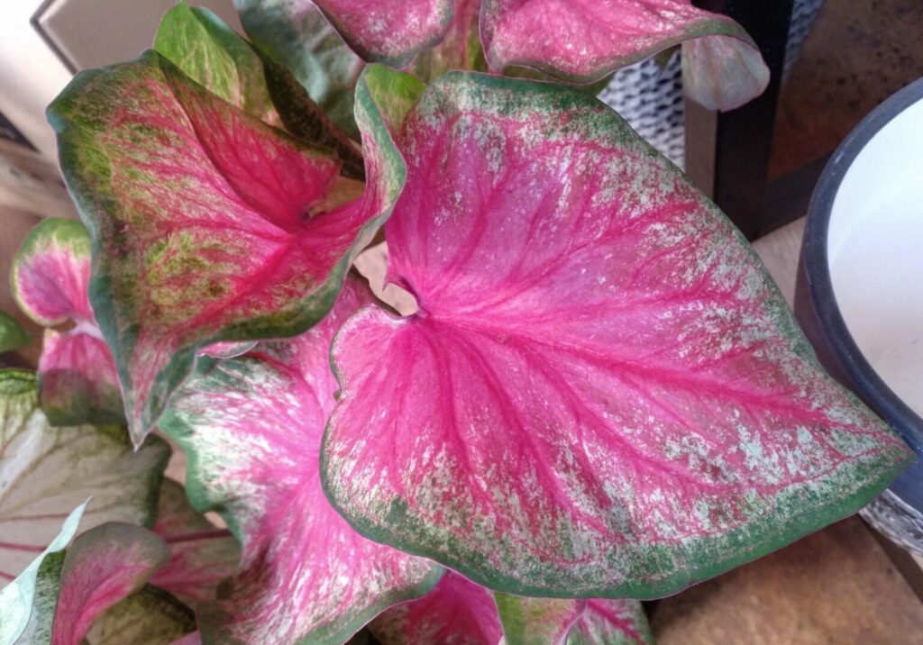 Caladio-Caladium – Para Mi Jardín