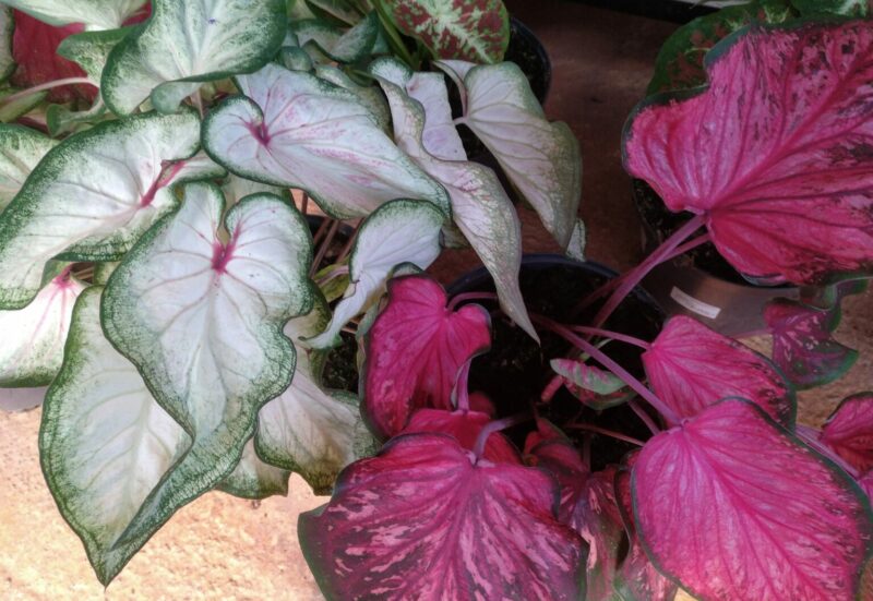 Caladio-Caladium – Para Mi Jardín
