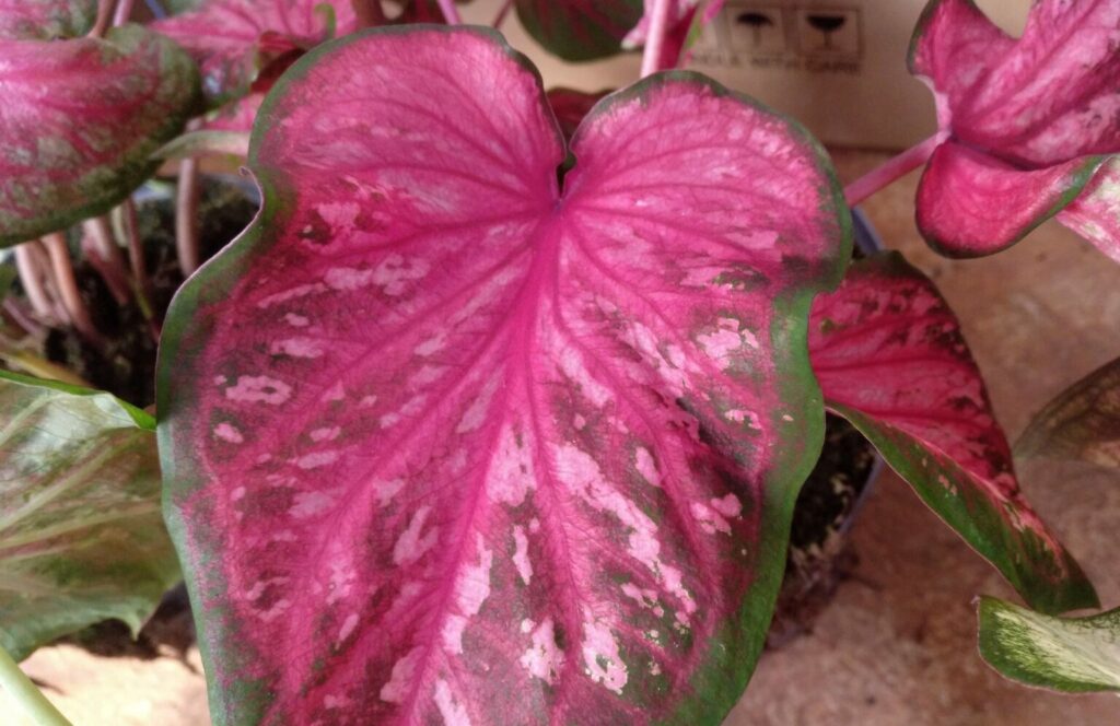 Caladio-Caladium – Para Mi Jardín