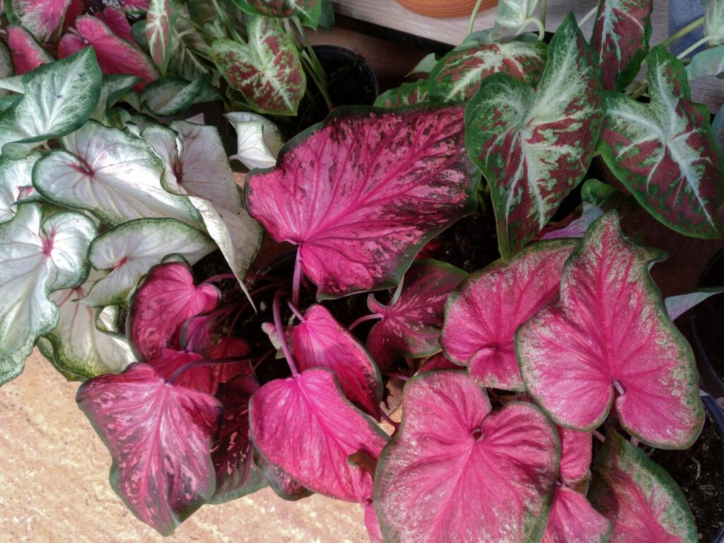 Caladio-Caladium – Para Mi Jardín