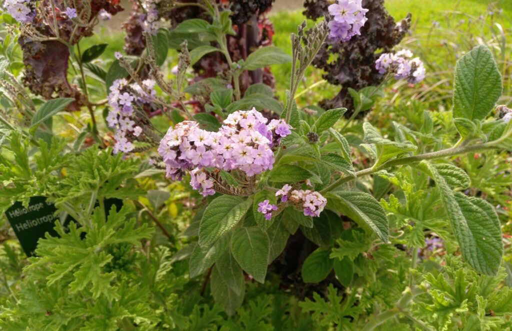 Heliotropo-Vainilla del Perú-Vainilla de Jardín-Heliotropium ...