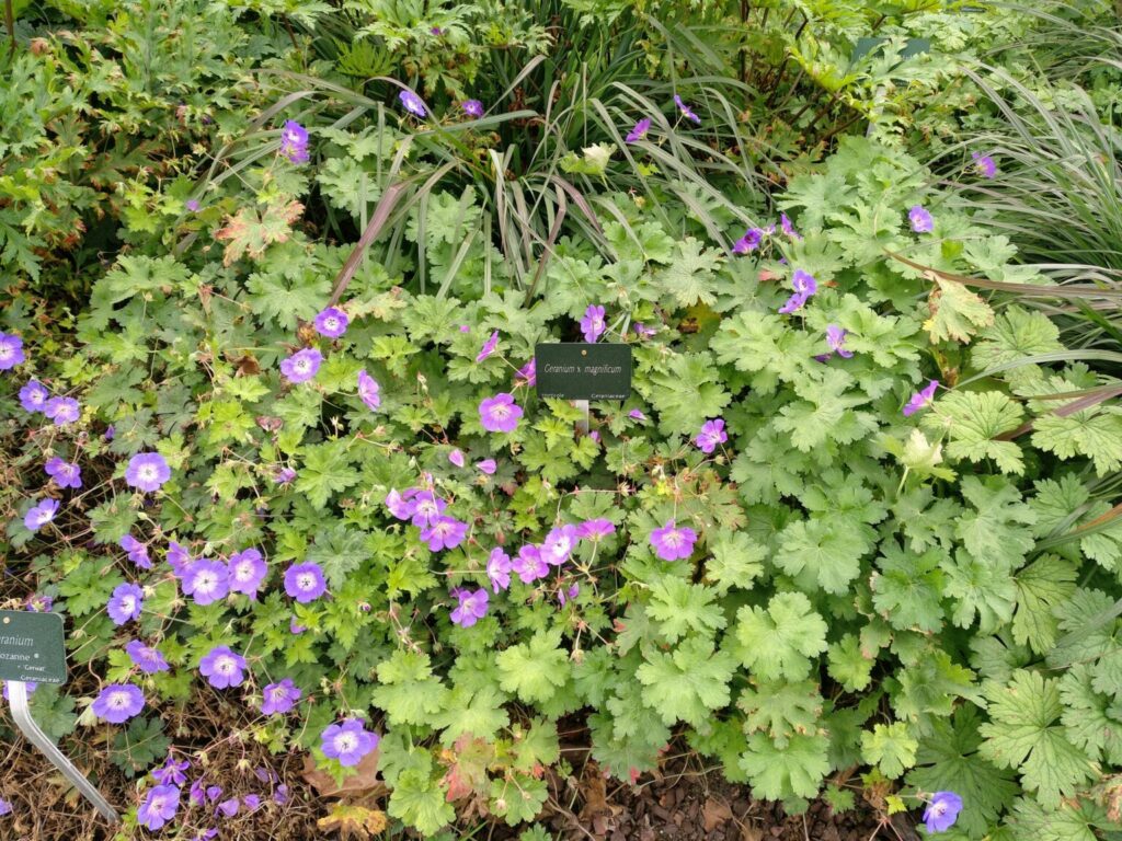 Geranium Rozanne – Para Mi Jardín
