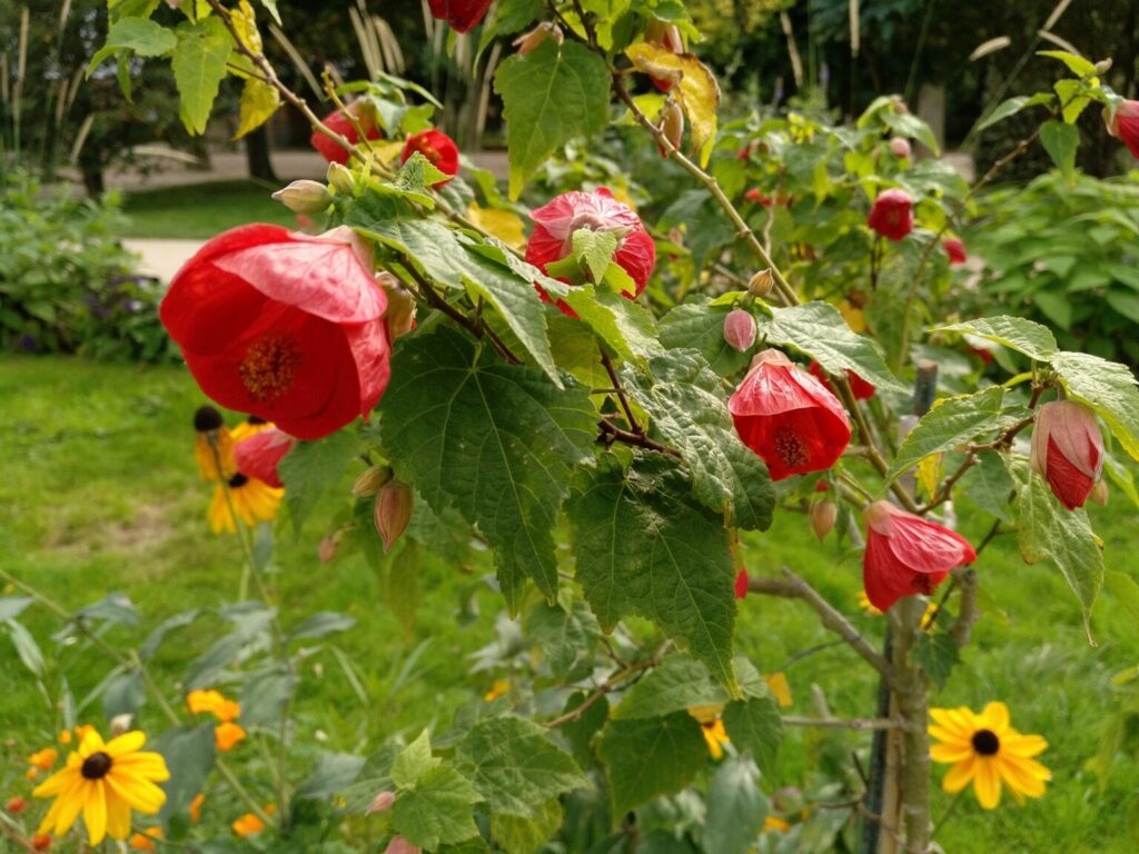 Abutilon – Para Mi Jardín