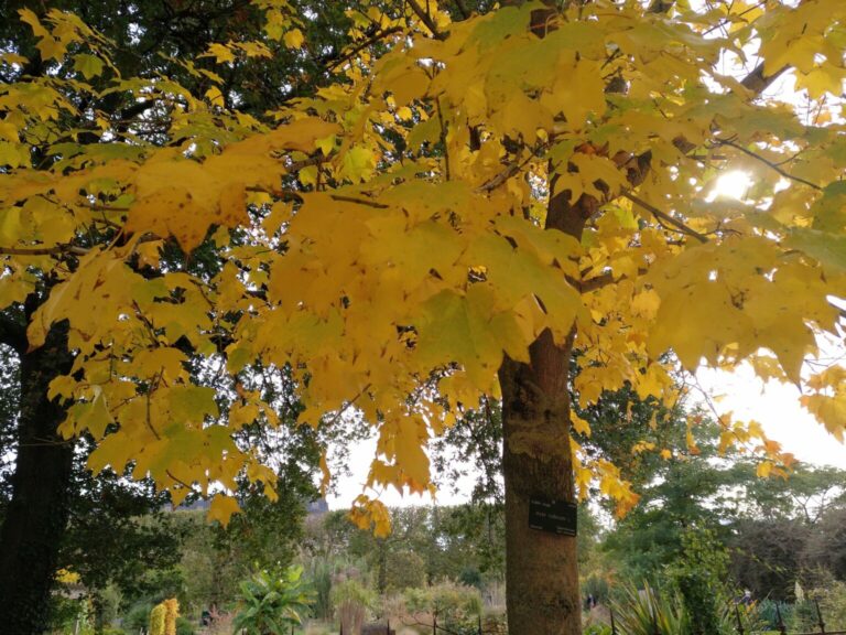 Arce Rojo Americano-Arce de Canada-Acer Rubrum – Para Mi Jardín