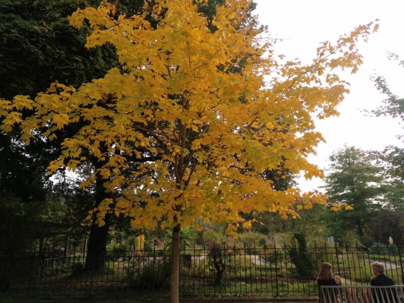 Arce Rojo Americano-Arce de Canada-Acer Rubrum – Para Mi Jardín