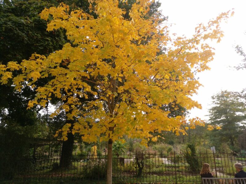Arce Rojo Americano-Arce de Canada-Acer Rubrum – Para Mi Jardín